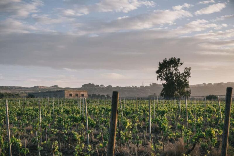 Syracuse: Exclusive Sicilian Wine Tasting Experience - Why This Experience Offers Real Value