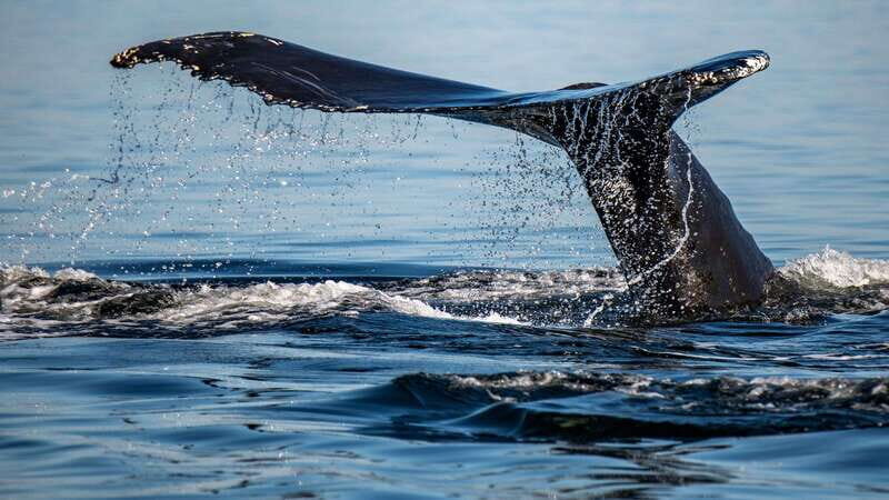 Tadoussac/Charlevoix: 3-Hour Whale Watching Boat Tour - Key Points