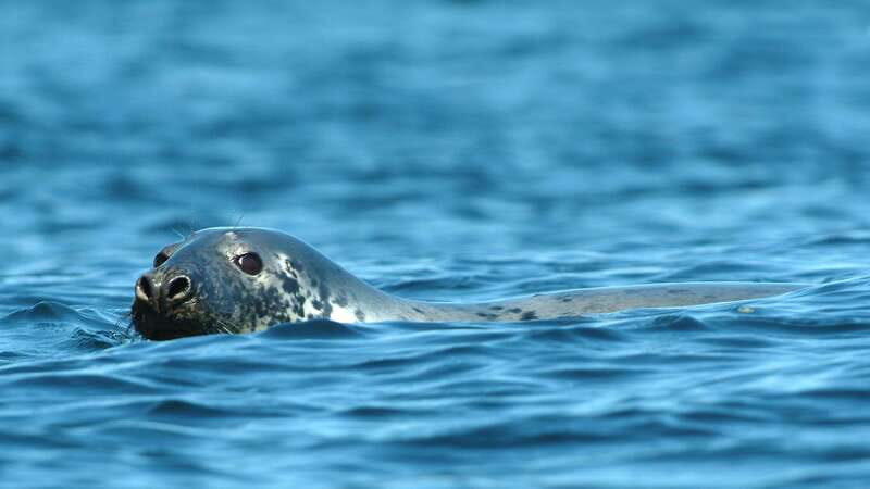 Tadoussac/Charlevoix: 3-Hour Whale Watching Boat Tour - The Sum Up