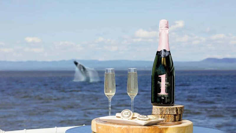 Tadoussac/Charlevoix: VIP Lounge OR UpperDeck Whale Watching - Who Is This Tour Best For?