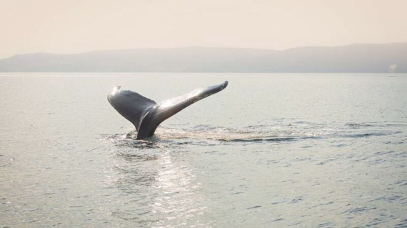 Tadoussac/Charlevoix: VIP Lounge OR UpperDeck Whale Watching - Frequently Asked Questions