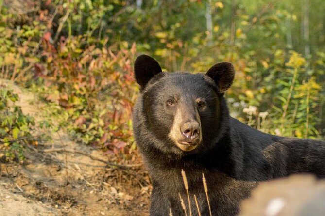 Tadoussac/Charlevoix: Whale & Bear Wildlife Tour - Key Points