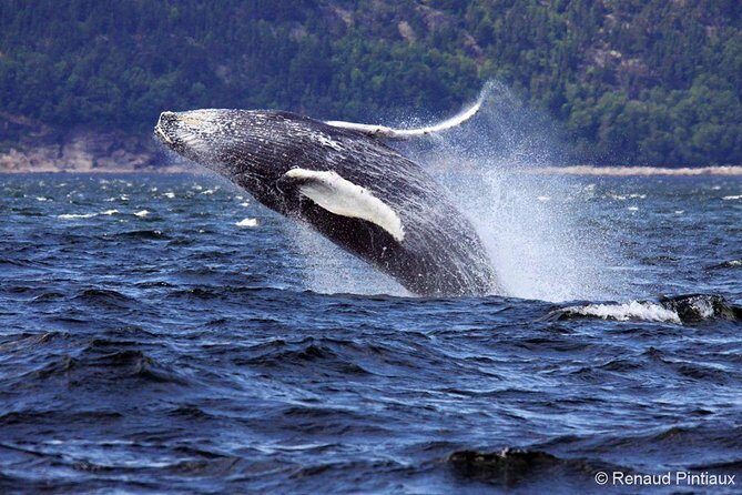 Tadoussac/Charlevoix: Whale Watching Tour - Final Thoughts
