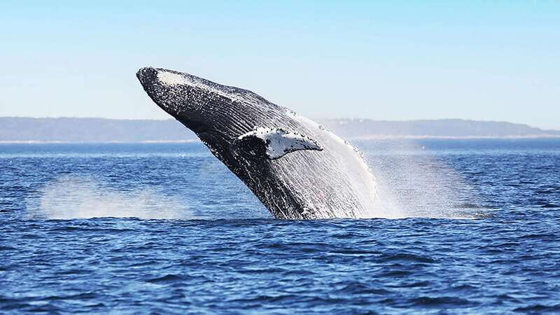 Tadoussac/Charlevoix: Whale Watching Zodiac Tour - The Sum Up