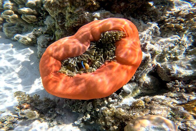 Tahaa Excursion in Electric Paddle Snorkeling Coral Garden - Practical Details & Tips