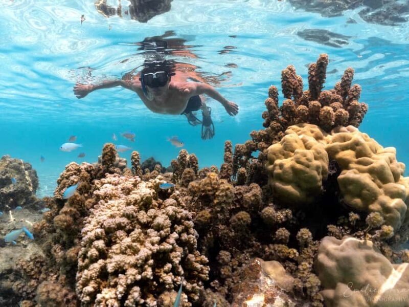 Tahiti island: 5 hours Snorkeling Picnic - Who Is This Tour Perfect For?
