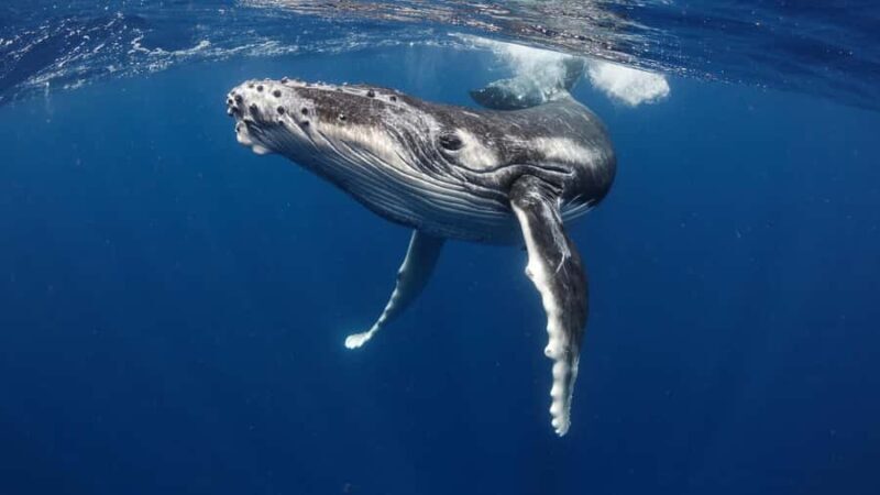 Tahiti island: Whale watching Experience - The Sum Up