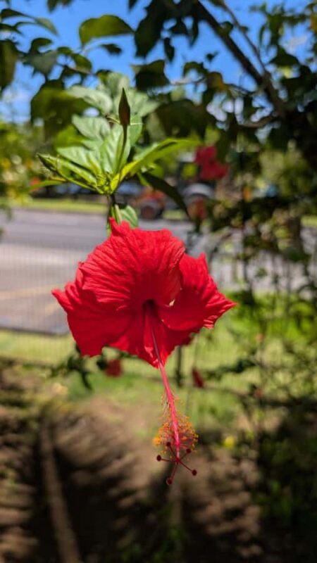 Tahiti: Northeast Coast Waterfalls&Viewpoints Half Day Tour - Authentic Insights from Reviews