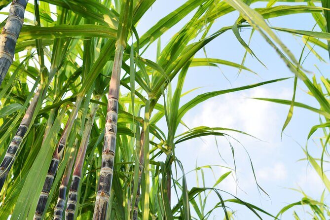 Tahiti, Private Day Tour, An A la Carte Experience - FAQ