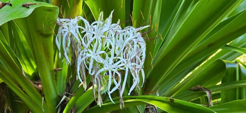 Tahiti: Private Half Day Culture and Nature Highlights Tour - Final Thoughts