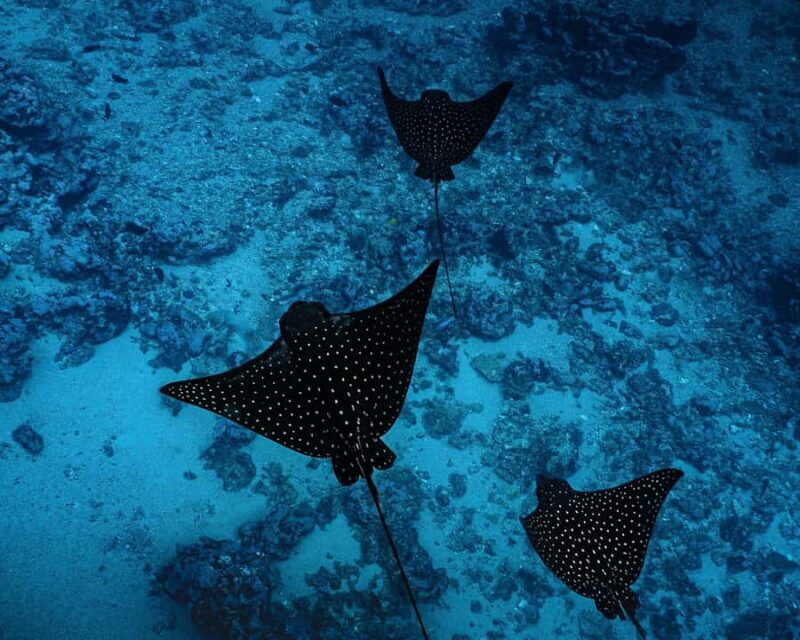 Tahiti underwater photo experience - Introduction: An Underwater Photo Adventure in Tahiti