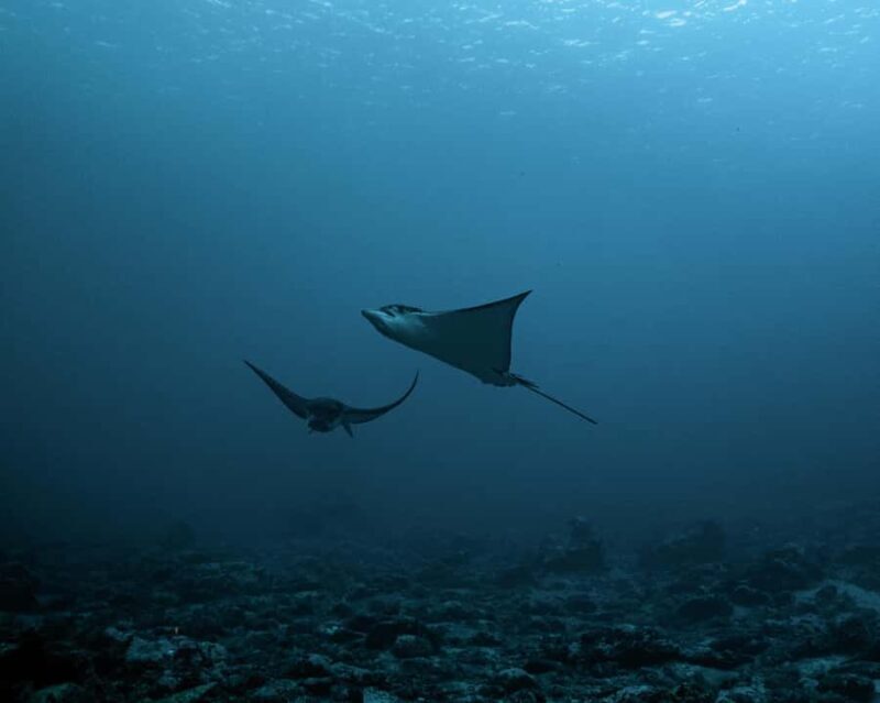 Tahiti underwater photo experience - FAQ