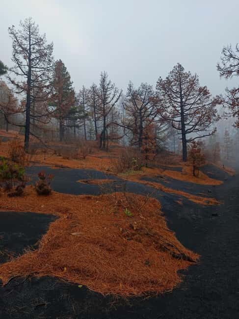 Tajogaite Volcano and Cueva de las Palomas: a geological tour. - An In-Depth Look at the Experience
