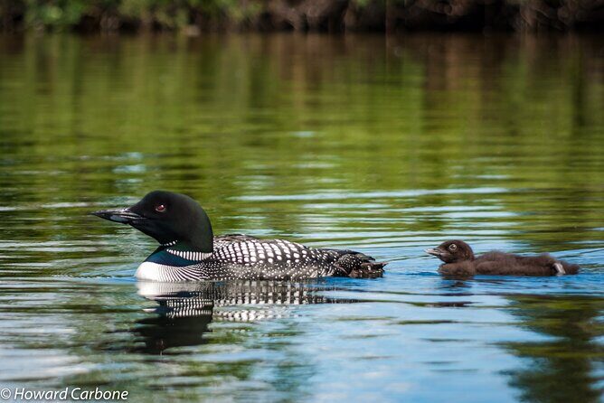 Talkeetna Lakes Hike Guided by a Naturalist - An Authentic Taste of Alaska’s Wilderness