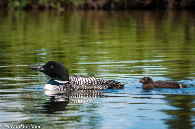Talkeetna Lakes Hike Guided by a Naturalist - Who Will Love This Tour?
