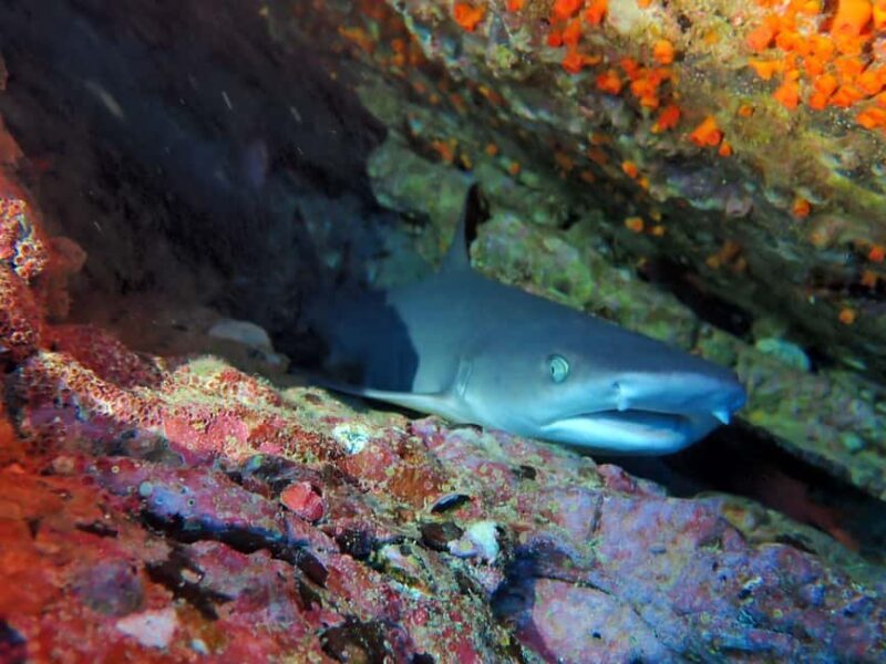 Tamarindo: Guided Snorkeling Tour with Marine Life Spotting - Practical Tips for Booking & Preparation