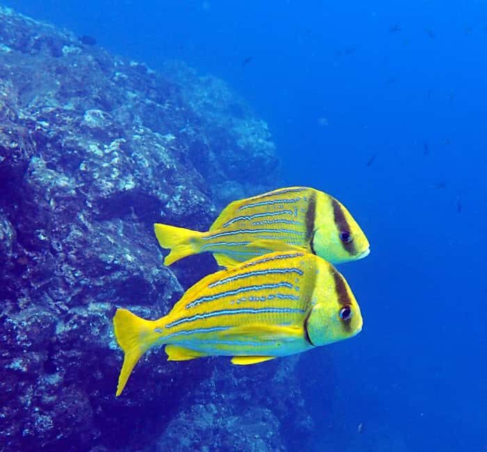 Tamarindo: Guided Snorkeling Tour with Marine Life Spotting - Common Questions (FAQs)