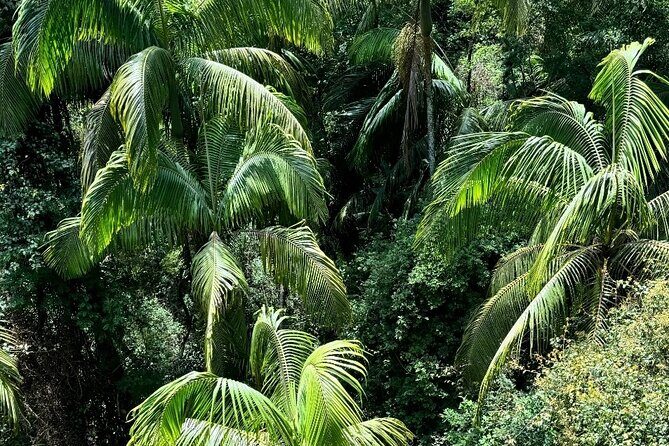 Tamborine Explorer from Brisbane - Who is This Tour Best For?