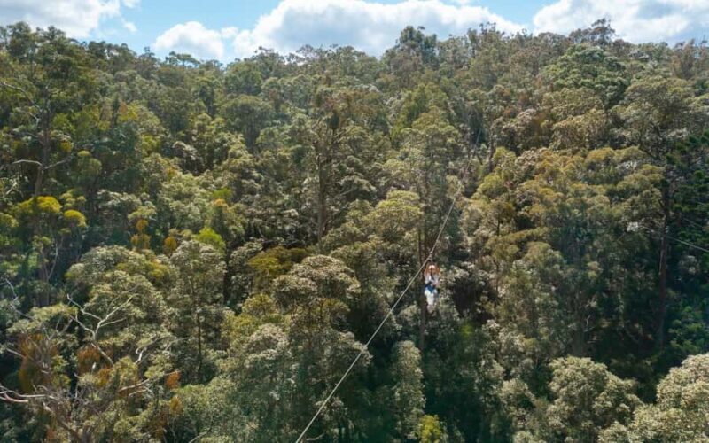 Tamborine Mountain: TreeTop Challenge Adrenaline Pass - Who Will Love This Tour?
