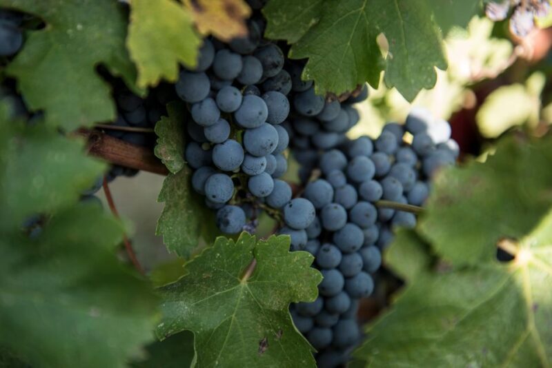 Tamburini Wine Tour and Tasting - Value for Money and Practicalities