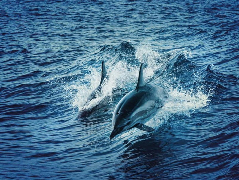 Taormina and Giardini Naxos: 2 Hour Dolphin Tour & Grotto - Key Points