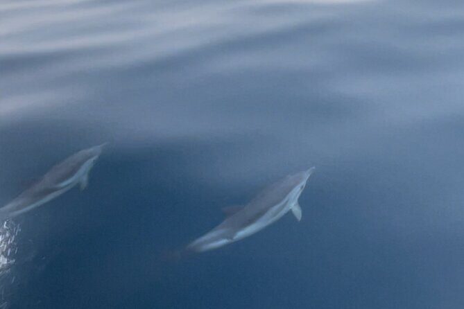 Taormina Dolfin 2-hour boat tour - FAQ