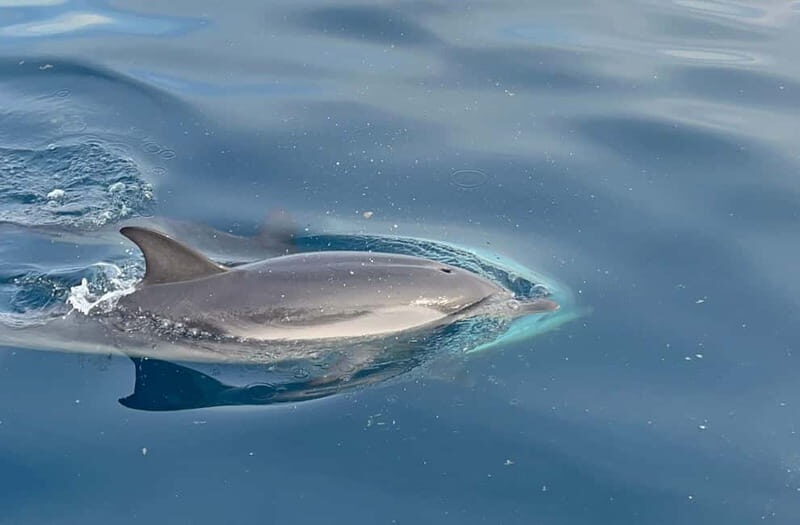 Taormina: Dolphin Tour and Sunset Aperitif Boat Tour - Key Points