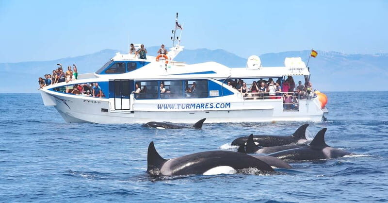 Tarifa: Orca, Whale and Dolphin Watching Boat Experience - Practical Tips for a Smooth Trip