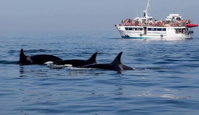 Tarifa: Orca, Whale and Dolphin Watching Boat Experience - What the Reviews Tell Us