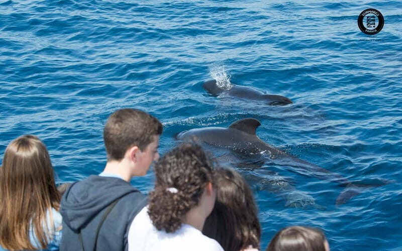 Tarifa: Orca, Whale and Dolphin Watching Boat Experience - Who Is This Tour Best For?
