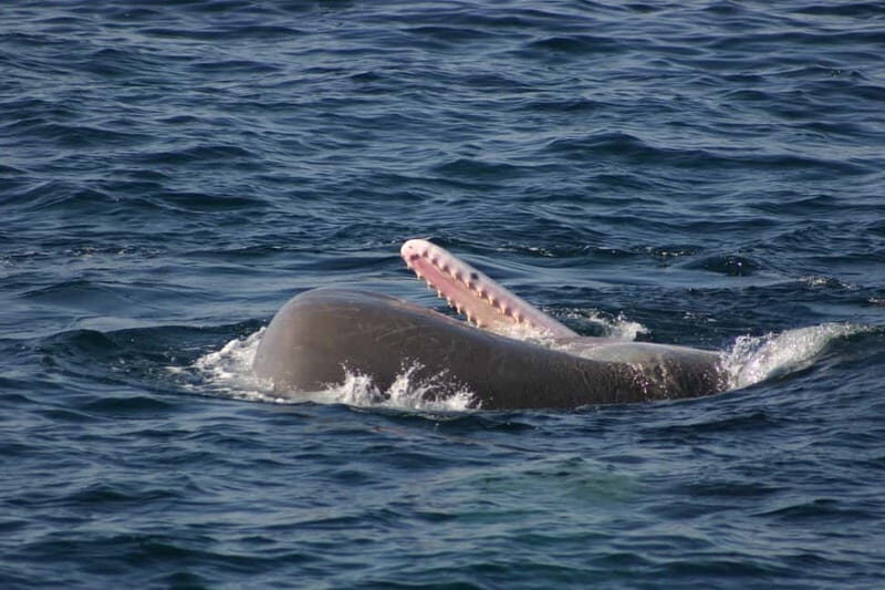 Tarifa: Orca, Whale and Dolphin Watching Boat Experience - The Sum Up