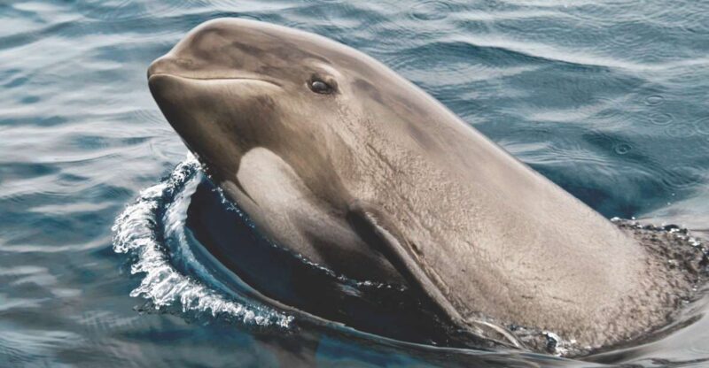 Tarifa: Whale & Dolphin Watching in the Strait of Gibraltar - Key Points