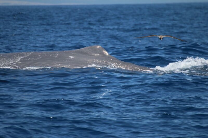 Tarifa: Whale & Dolphin Watching in the Strait of Gibraltar - An Honest Look at the Experience