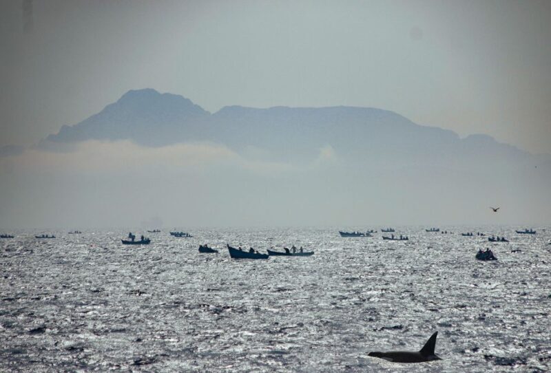 Tarifa: Whale & Dolphin Watching in the Strait of Gibraltar - FAQ