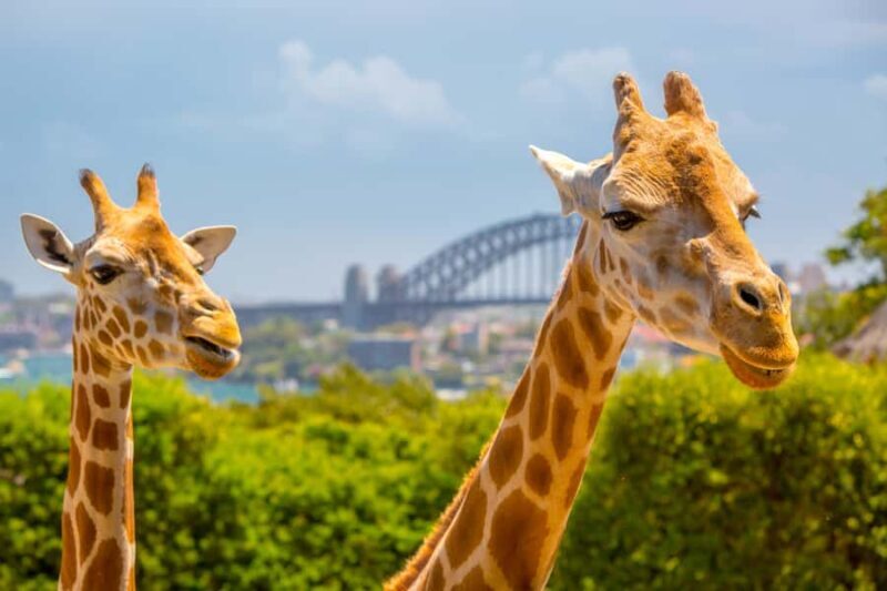 Taronga Zoo Aussie Backyard Adventure - The Experiences Intimate Atmosphere