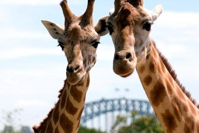 Taronga Zoo Entry & Return Ferry - Sydney Harbour - Key Points