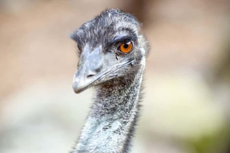 Taronga Zoo Sydney Wild Australia Experience - The Guides: Knowledge and Passion