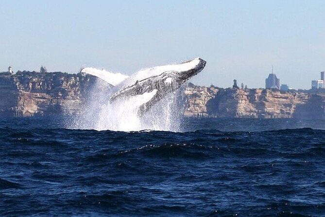 Taronga Zoo & Whale Watching Cruise Combo - Sydney Harbour - What’s Included and What’s Not