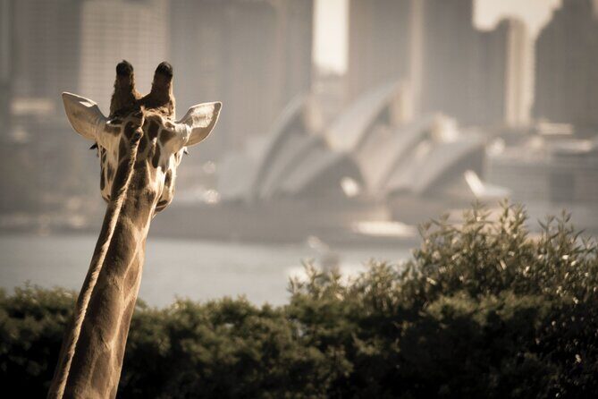 Taronga Zoo & Whale Watching Cruise Combo - Sydney Harbour - Authentic Guest Experiences