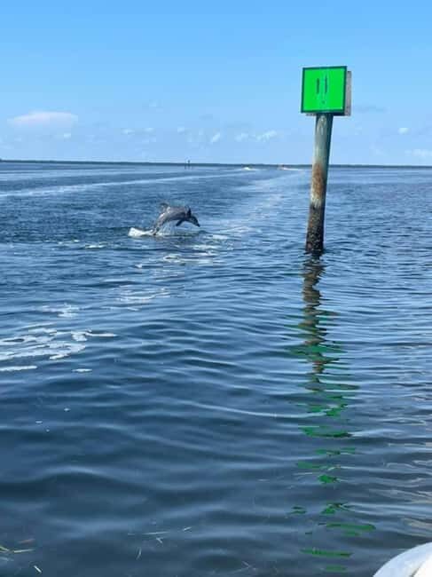 Tarpon Springs: Private Island Tour & Dolphin Cruise - Dolphin Watching in the Gulf of Mexico