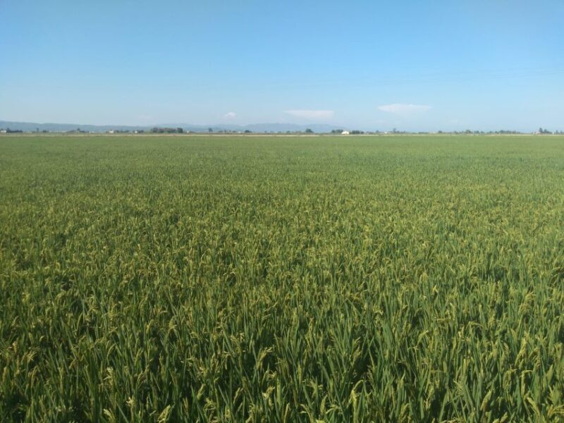 Tarragona: Southern Delta Birdwatching Private Tour - Final Thoughts