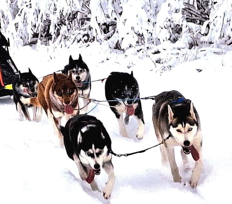 TARTU COUNTRY: SLED DOG TOUR AND KENNEL VISIT - Who Should Consider This Tour?