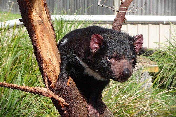 Tasmania 5 Day East Coast Tour - Meals and Tastings