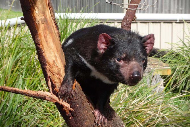 Tasmania 8 Day - Tour in Circle - The Itinerary: A Deep Dive