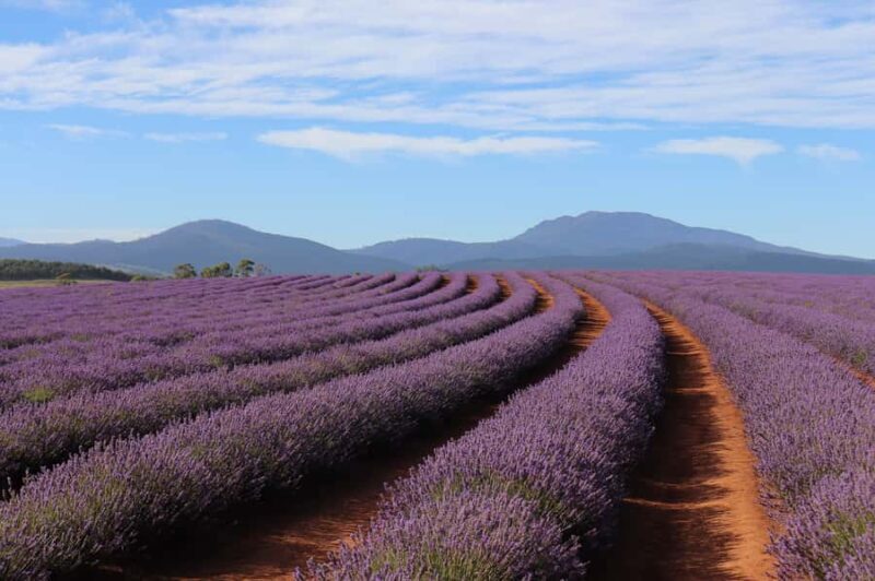 Tasmanias Cataract Gorge & Lavender Day - The Sum Up: A Day Well Spent in Tasmania’s Scenic and Cultural Heartland  