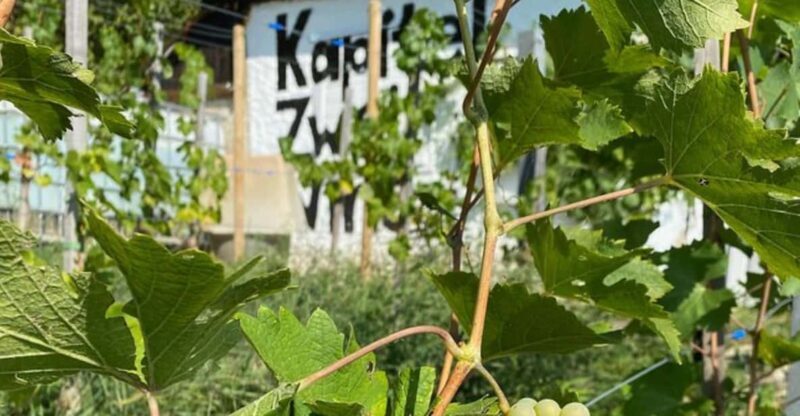 Taste and Tour Small Organic Wineries with a Winemaker - The Value of the Experience