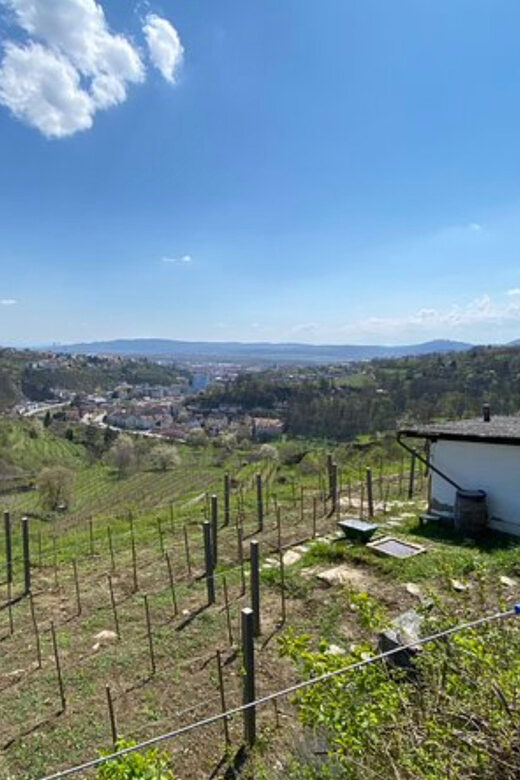 Taste and Tour Small Organic Wineries with a Winemaker - Walking and Weather Considerations