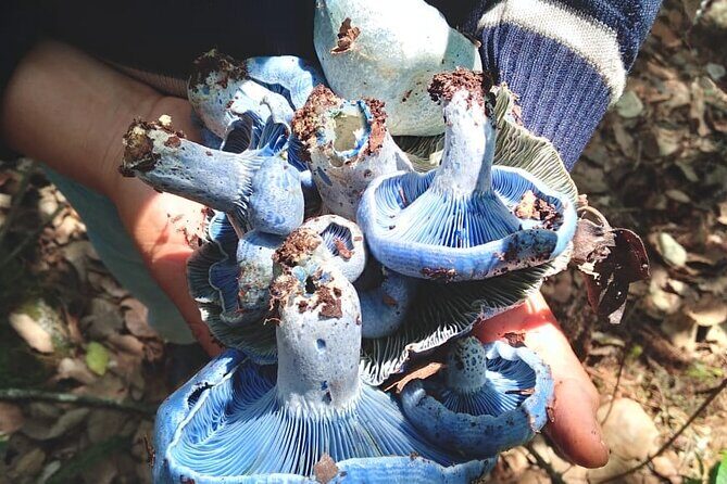 Taste and Tradition Acaxochitlán Culinary Tour from Mexico City - Cooking Workshops and Authentic Regional Dishes