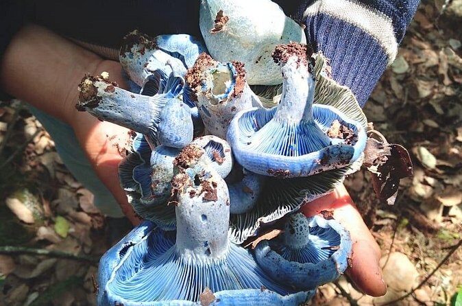 Taste and Tradition Acaxochitlán Culinary Tour from Mexico City - What’s Included and What to Consider