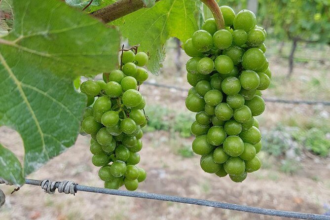 Taste the Valley Wine Tour in Marlborough with Wine Tasting - Who Is This Tour Best For?